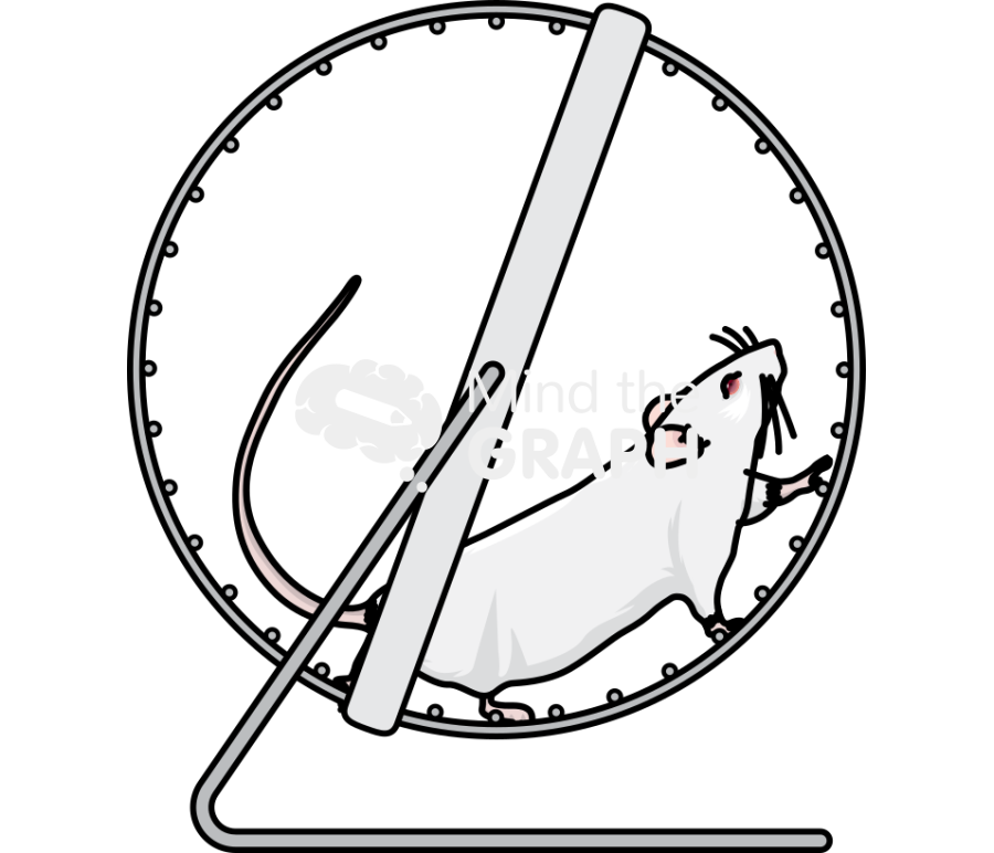 Running wheel rat lateral