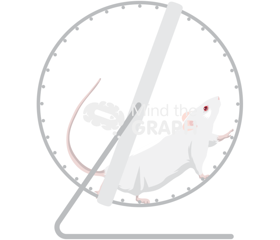 Running wheel rat lateral