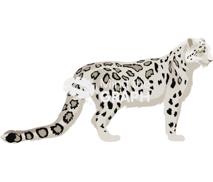 Free Snow leopard Icons, Symbols, Pictures, and Images | Mind the Graph