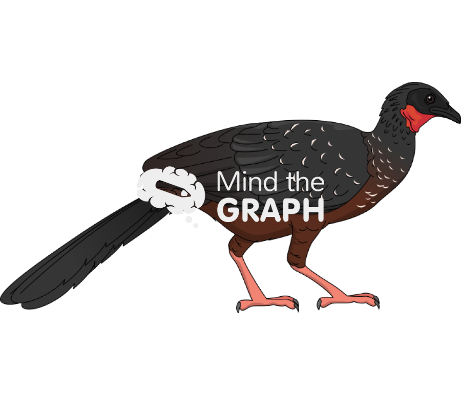 Spixs guan penelope jacquacu lateral