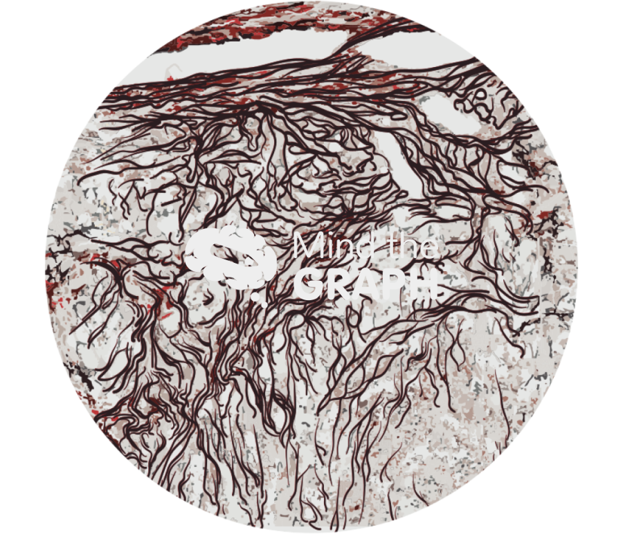 Spleen histology silver stain zoom