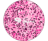 Spleen Histology Labeled