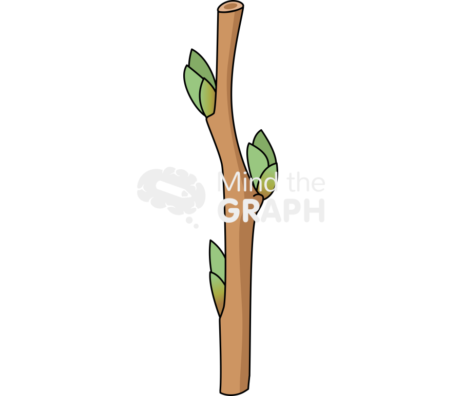 Staking bud root biology 1