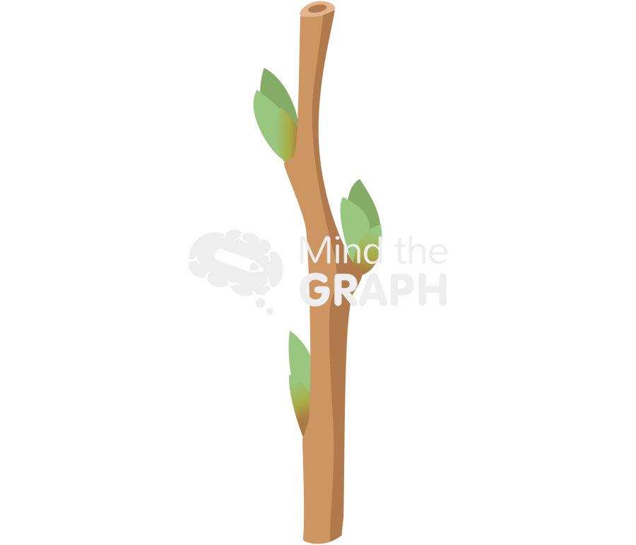 Free Staking bud root biology 1 Icons, Symbols, Pictures, and Images ...