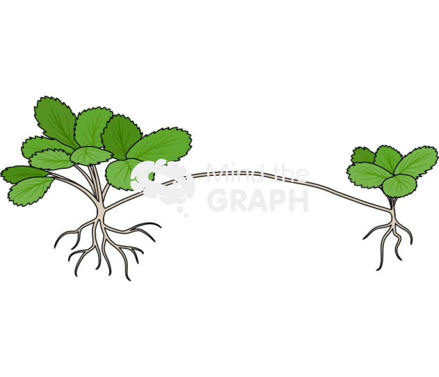 Free Stolon strawberry fragaria virginiana leaf Icons, Symbols ...