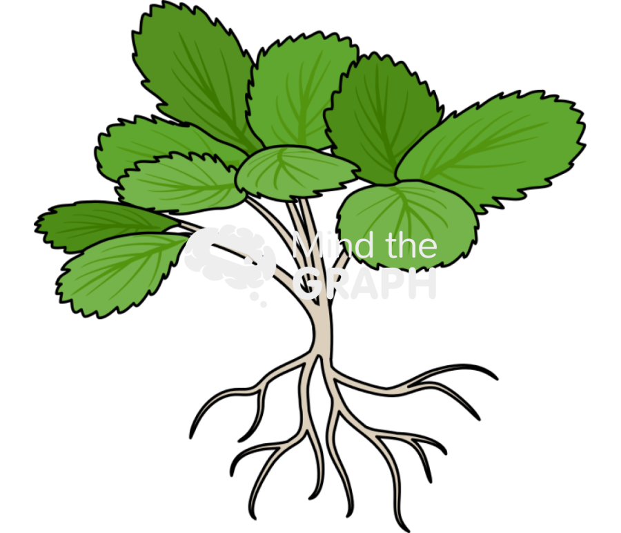 Strawberry fragaria virginiana leaf root