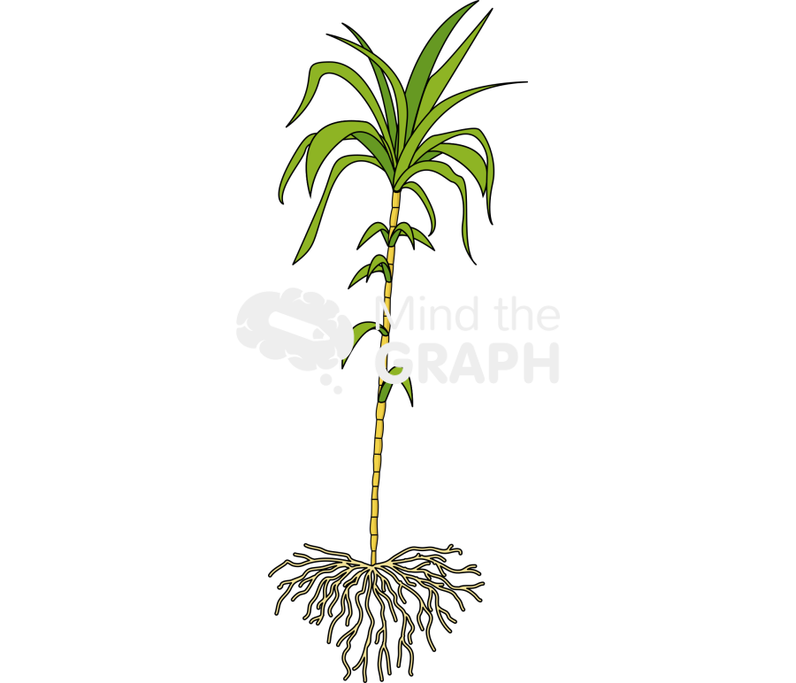 Sugarcane plant saccharum roots