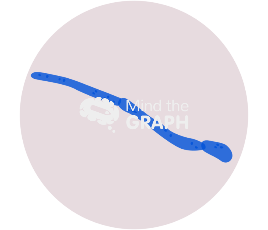 Trichosporon inkin pseudohypha zoom