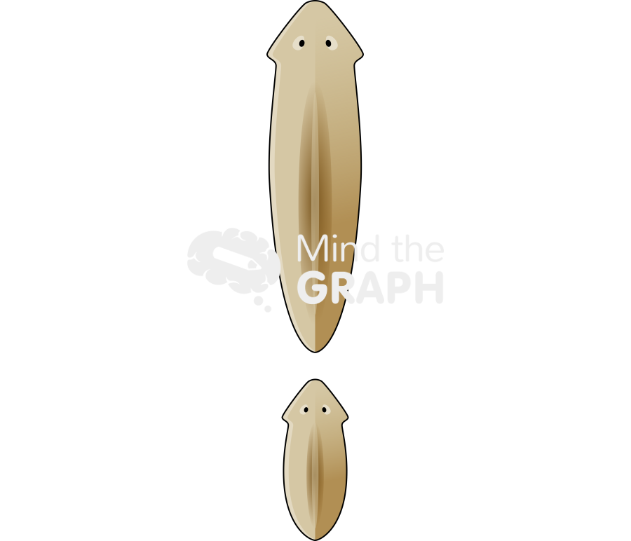 Free Turbellaria budding reproduction dorsal 3 Icons, Symbols, Pictures ...