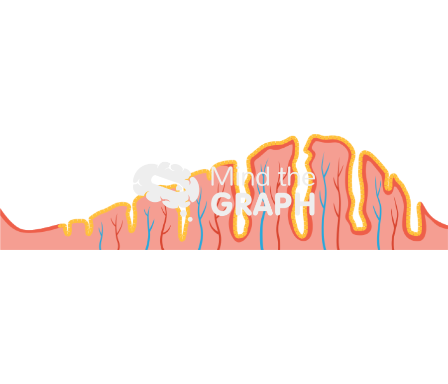 Free Uterus endometrium cycle cut Icons, Symbols, Pictures, and Images ...