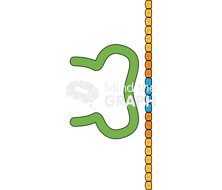 Free Zebrafish optical vesicle formation step 1 Icons, Symbols ...